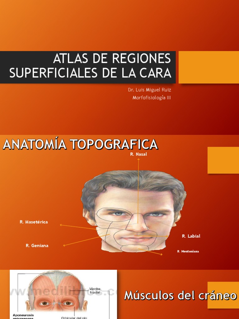Regiones Superficiales de La Cara | PDF