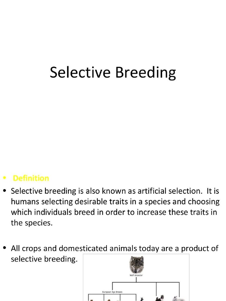 Selective Breeding Powerpoint | PDF