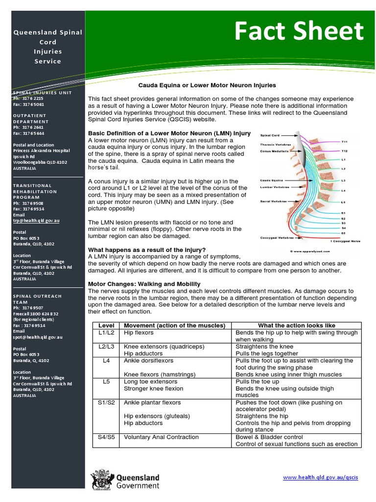 Fact Sheet: Queensland Spinal Cord Injuries Service | PDF | Anatomical ...