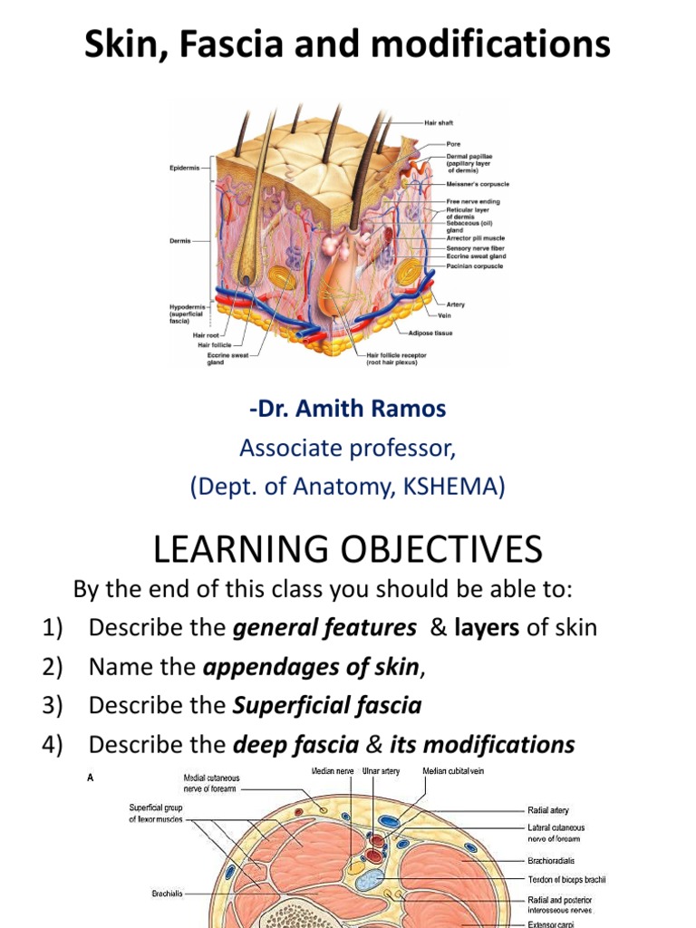 Deep Fascia Modifications Overview | PDF | Skin | Epidermis