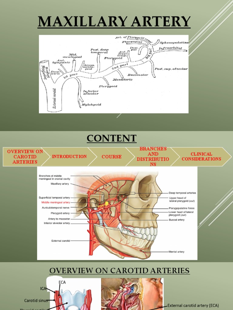 Maxillary Artery | PDF | Human Nose | Common Carotid Artery