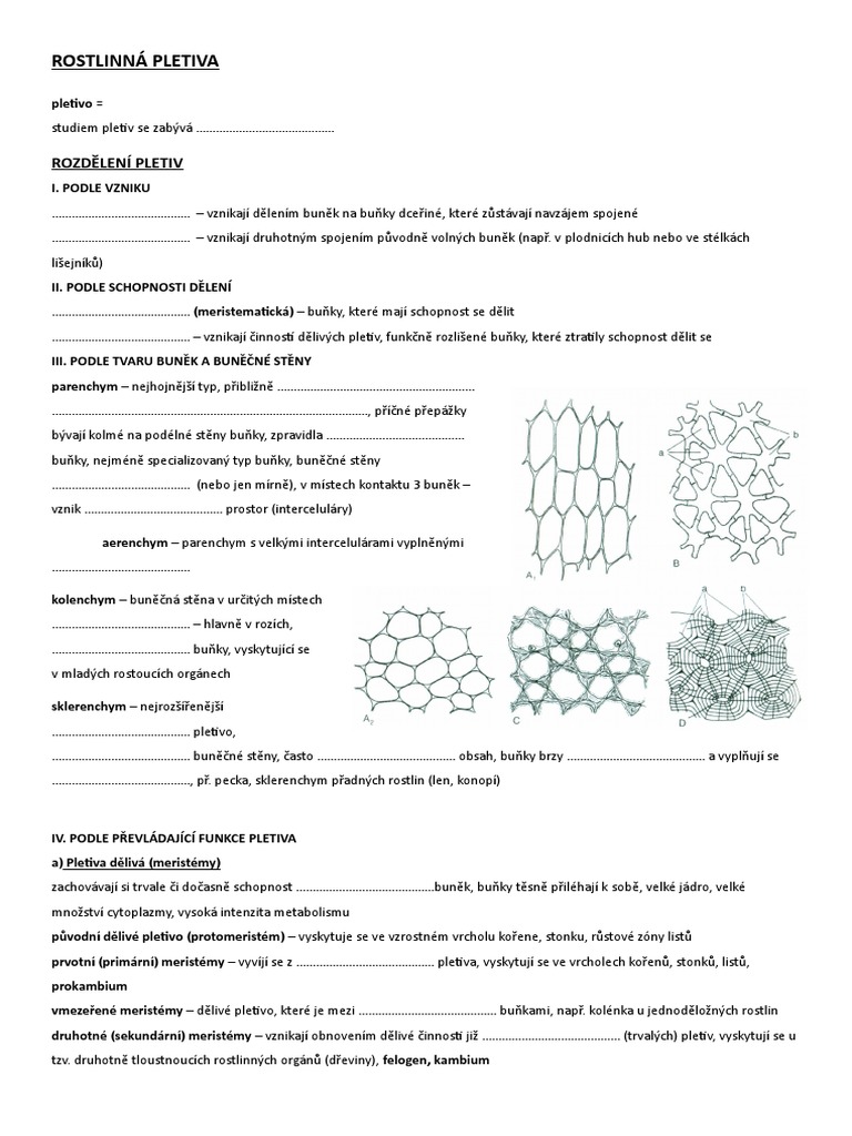 Rostlinna Pletiva U | PDF