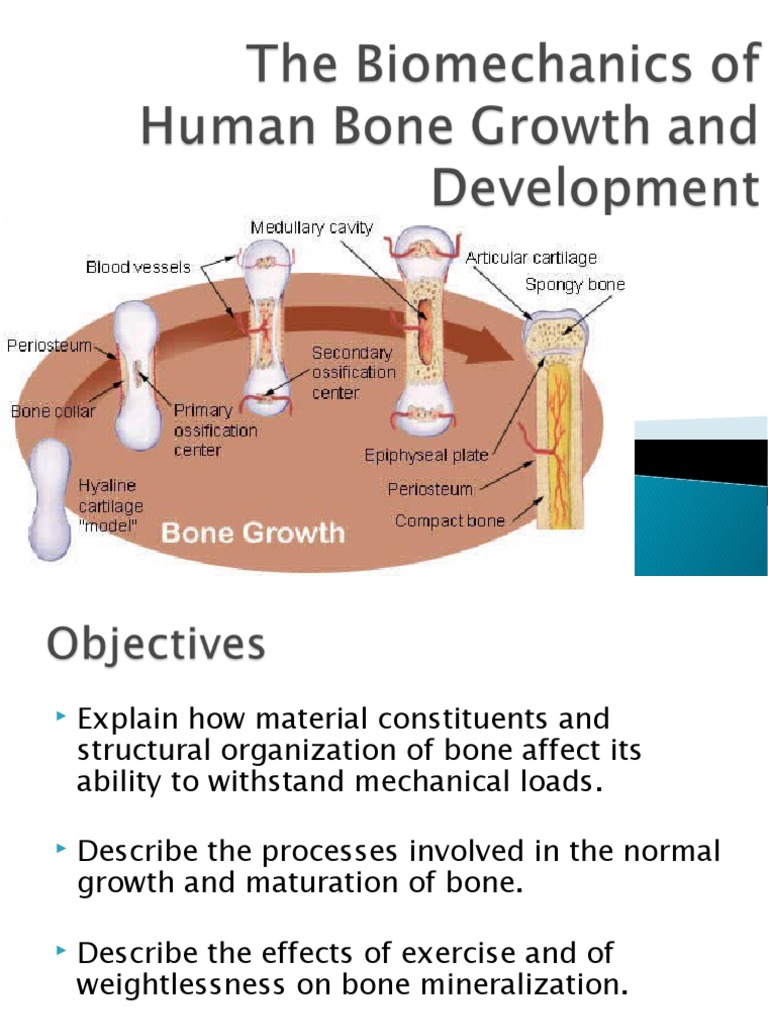 Biomechanics of Human Bone Growth & Development | PDF | Bone | Osteoporosis