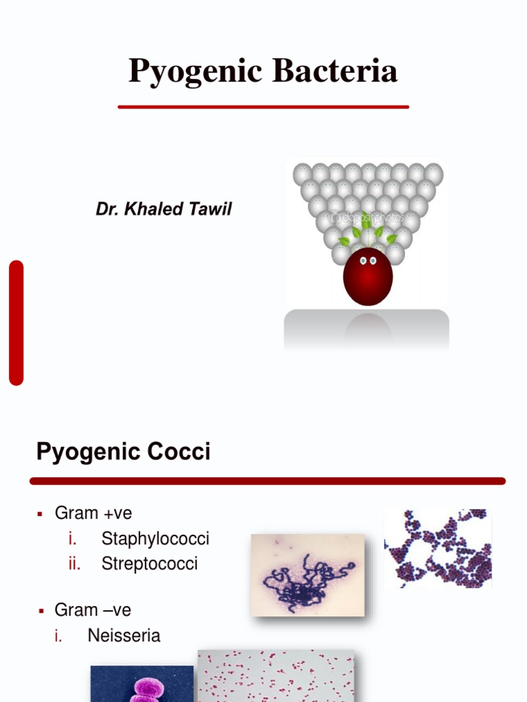 1-Pyogenic Cocci | PDF | Staphylococcus | Streptococcus