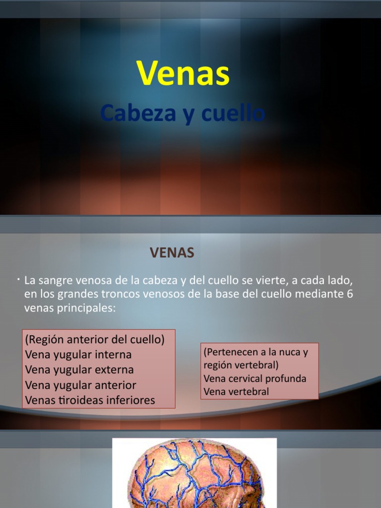 Seno Cavernoso | PDF | Cabeza y cuello humanos | Anatomía humana