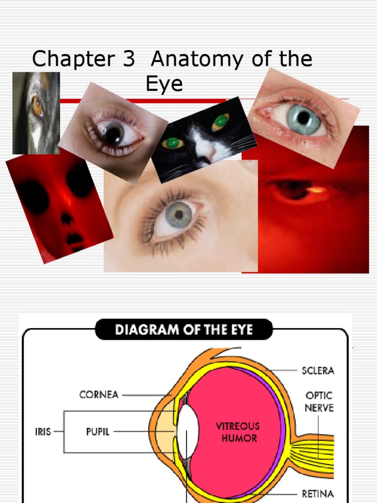 Anatomy of The Eye | PDF | Eye | Visual Perception