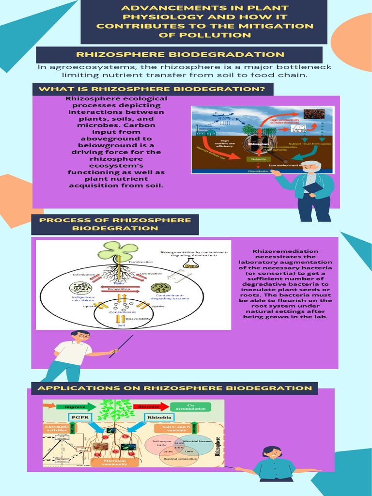 Rhizosphere Biodegradation | PDF | Soil | Organisms