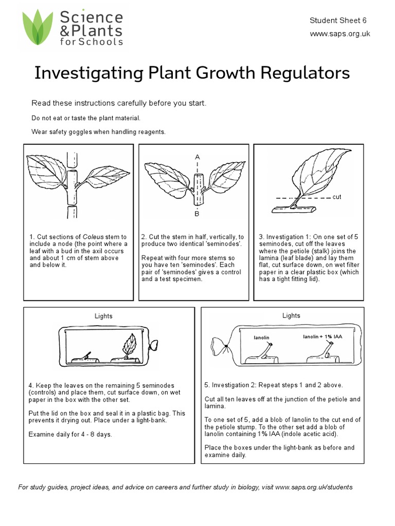 Investigating Plant Growth Regulators: Student Sheet 6 | PDF | Leaf ...