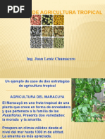 Ficha Técnica Del Pasto Marandú (Brachiaria Brizantha Cv. Marandú ...