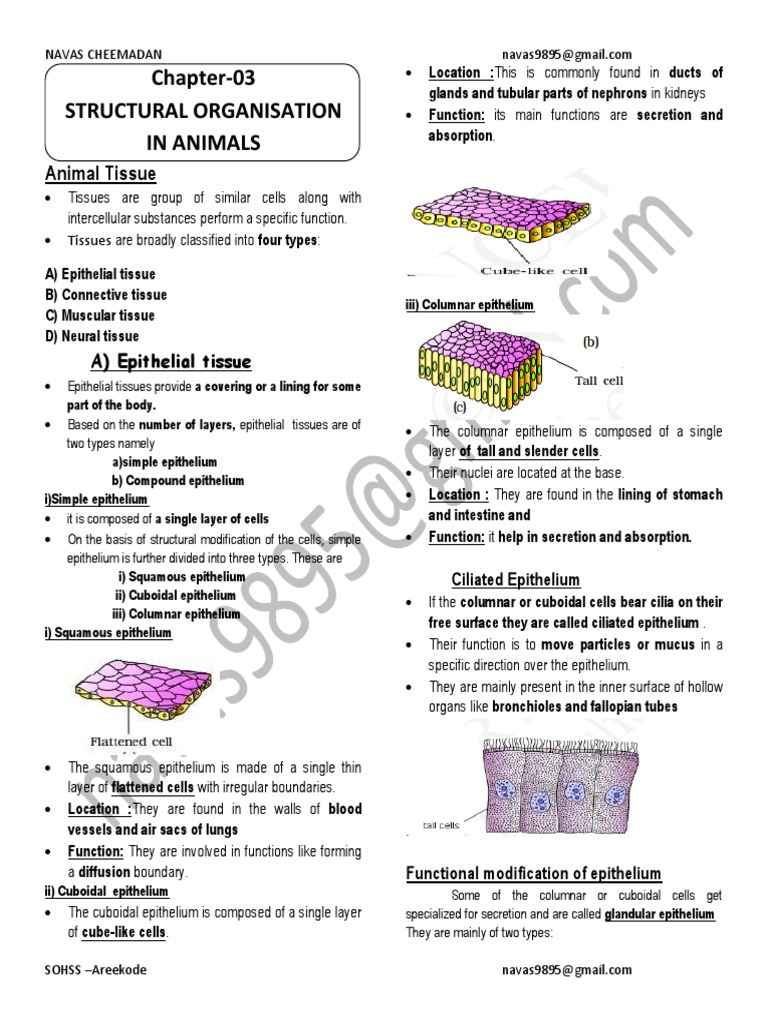 Chapter-03 Structural Organisation in Animals: Animal Tissue | PDF ...
