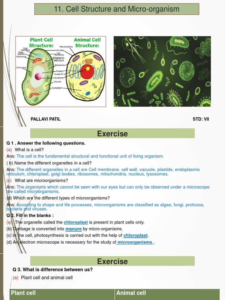 STD 7.11 Cell Structure and Microorganism Q & A | PDF | Cell (Biology ...