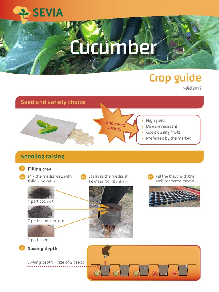 Cucumber: Crop Guide | PDF | Agriculture | Fertilizer