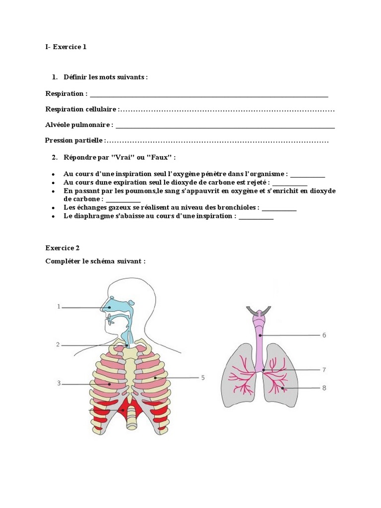Exercices sur la respiration humaine | PDF | Respiration | Respiration