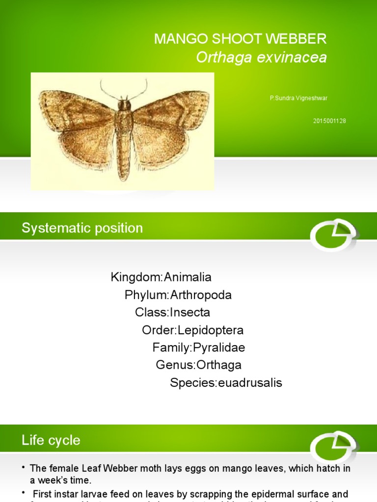 Mango Shoot Webber: Orthaga Exvinacea | PDF