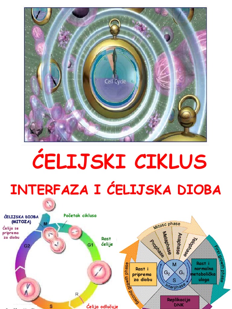 Celijska Dioba, Binarna Dioba, Amitoza I Mitoza 1 | PDF