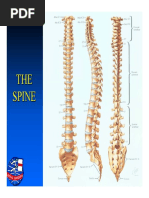 ASIA Impairment Scale Assessment | PDF | Anatomical Terms Of Motion ...