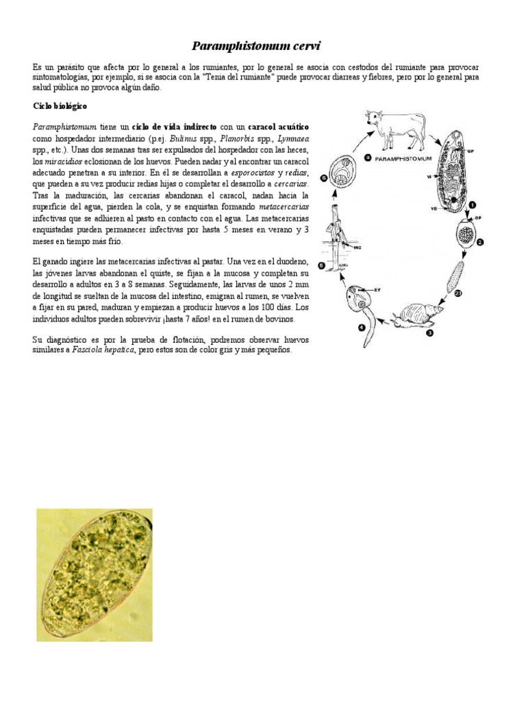 Ciclo biológico de Paramphistomum cervi | PDF