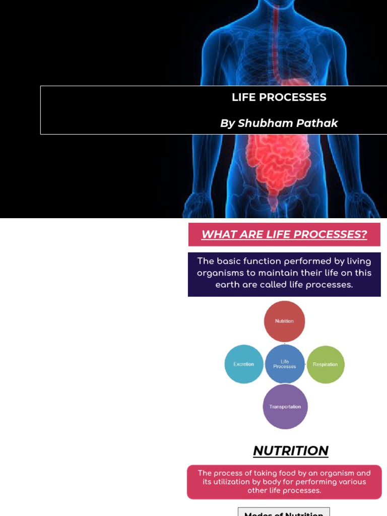 Life Process Part 1 | PDF | Digestion | Photosynthesis