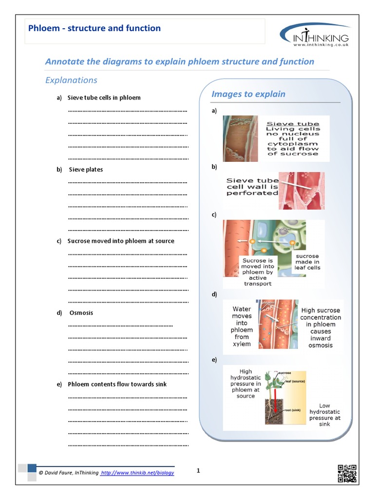 Phloem Intro ST Sheet | PDF