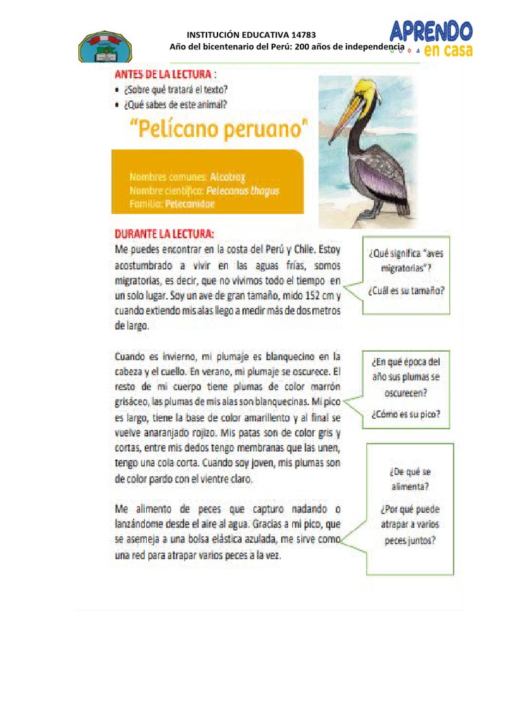 El Pelicano | PDF