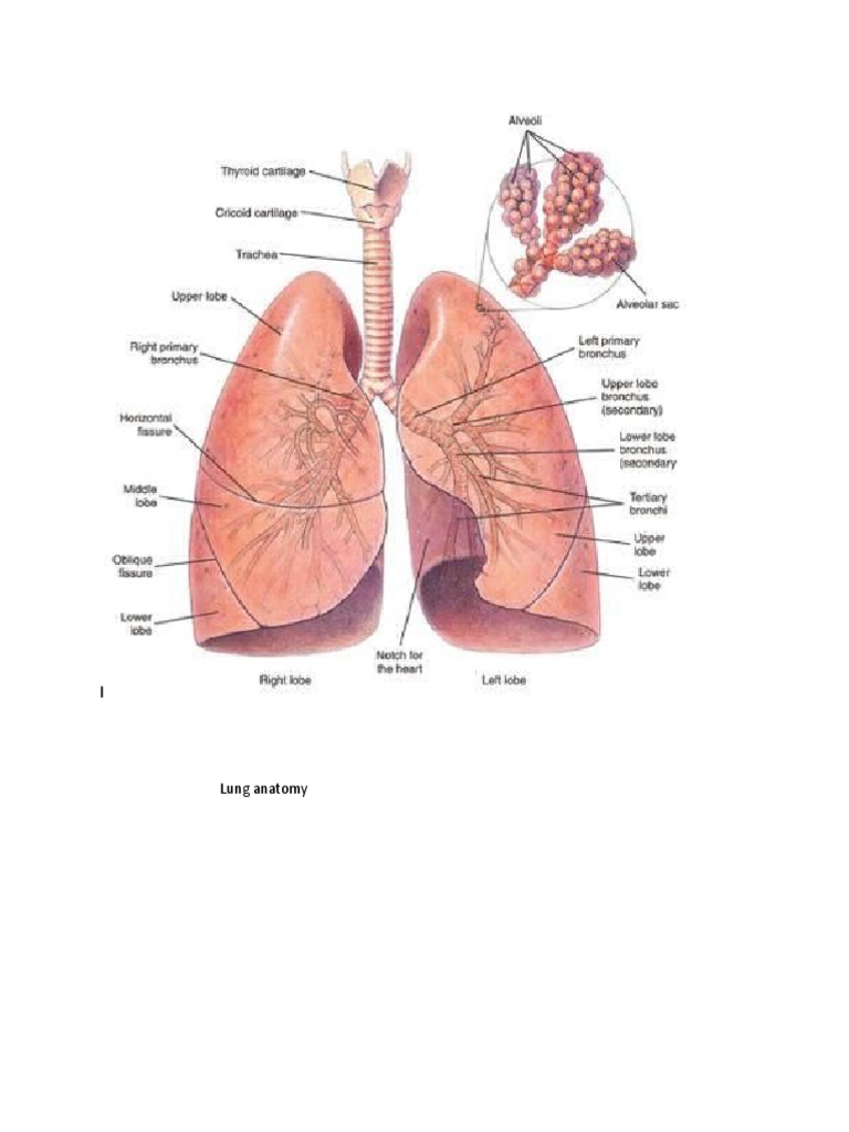 Mengenal Anatomi Paru Paru Gayasehatku - vrogue.co