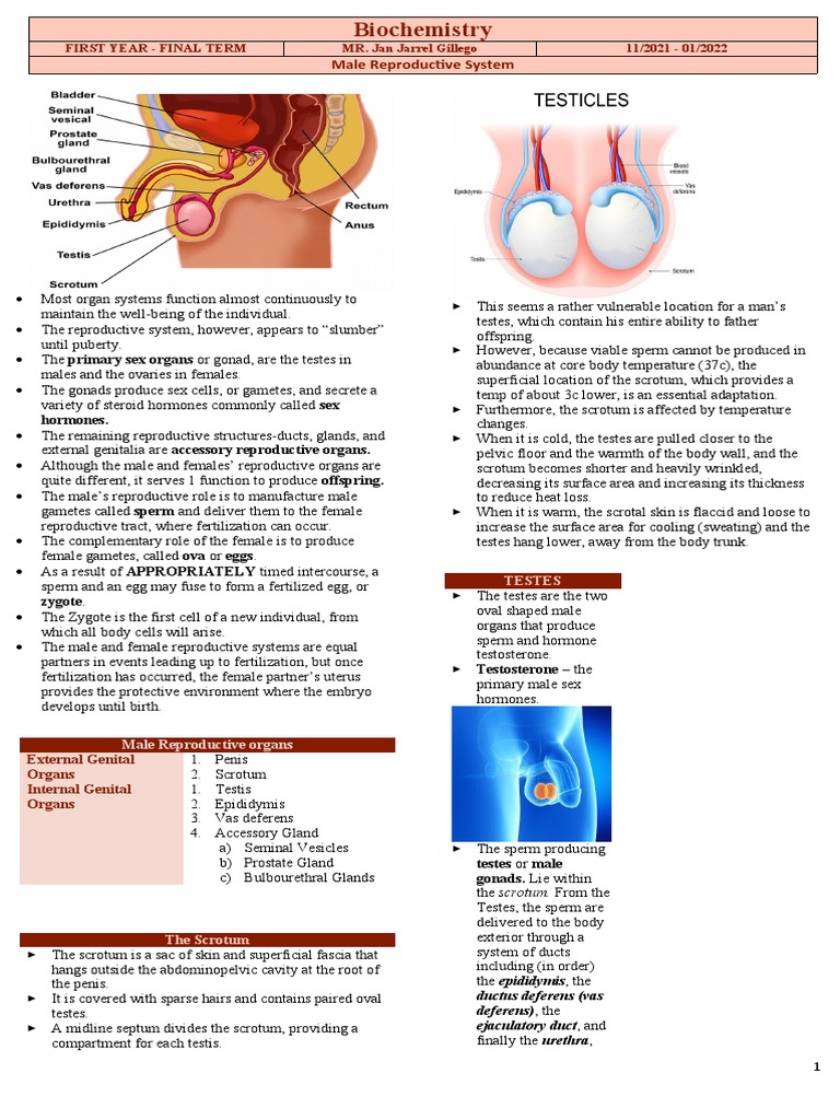 Transes Anaphy Male Reproductive System Pdf Testicle Prostate