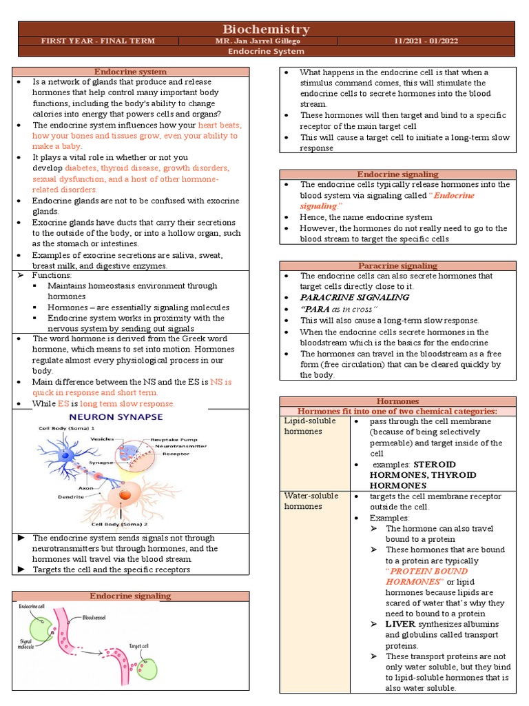 Transes Anaphy Endocrine System | PDF | Endocrine System | Pancreas
