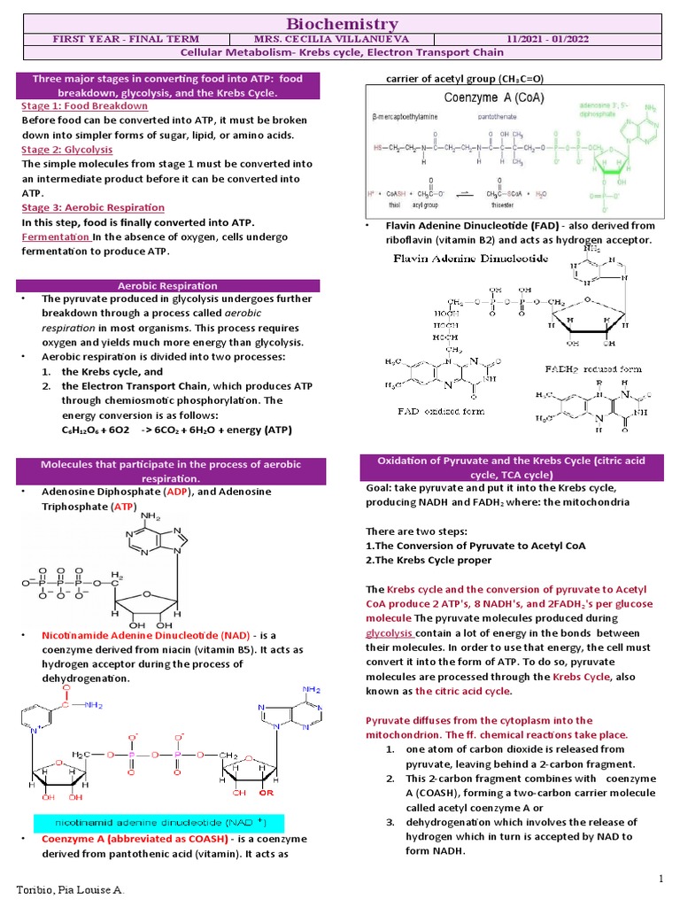 Understanding the Krebs Cycle | PDF | Cellular Respiration | Citric ...