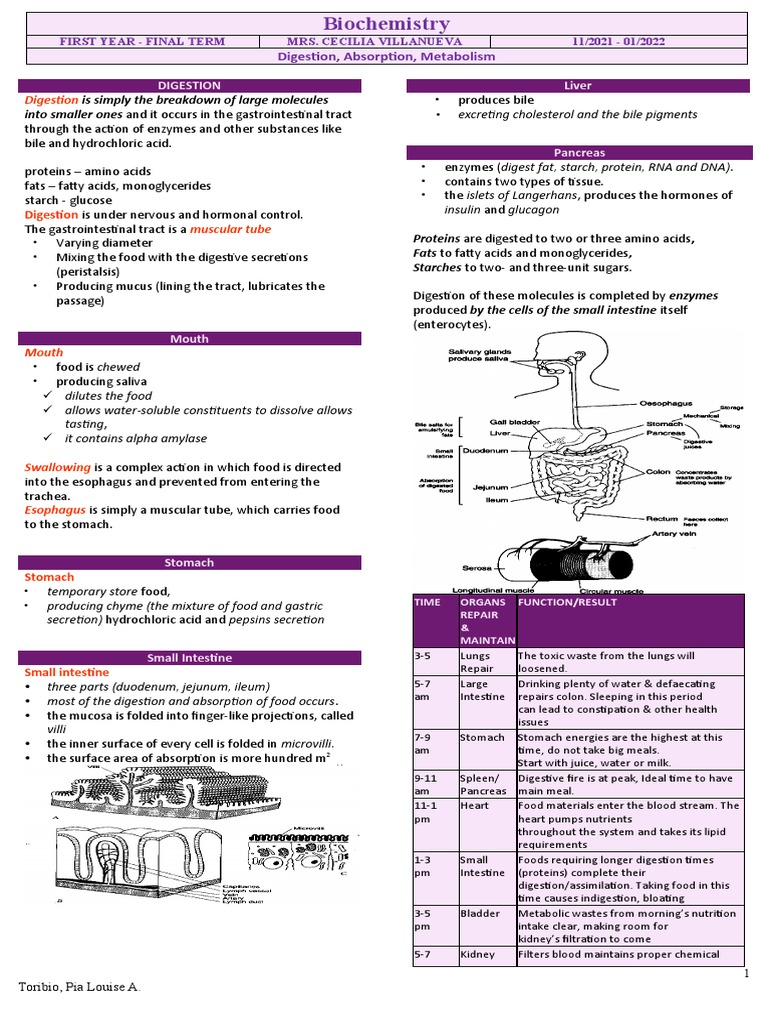Transes Biochem Digestion | PDF | Digestion | Small Intestine