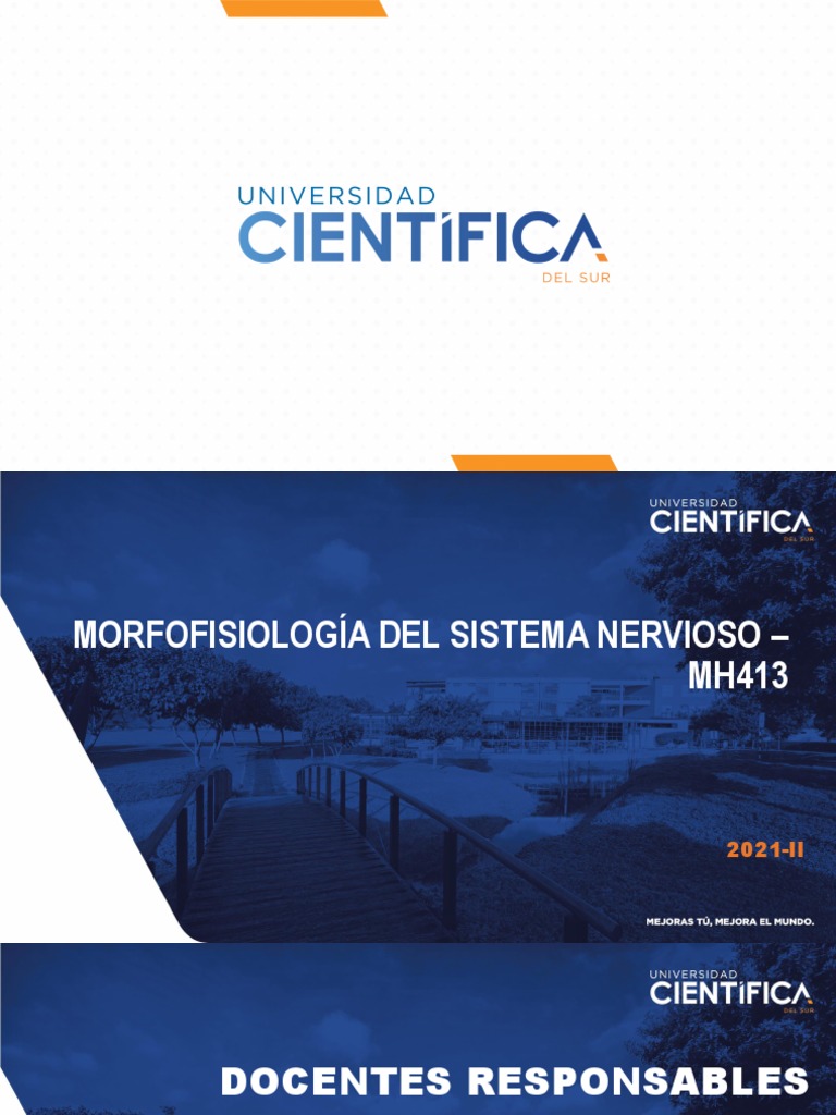 Morfofisiología Del Sistema Nervioso - Teoria 12 - 2021-2 | PDF | Oído | Corteza cerebral