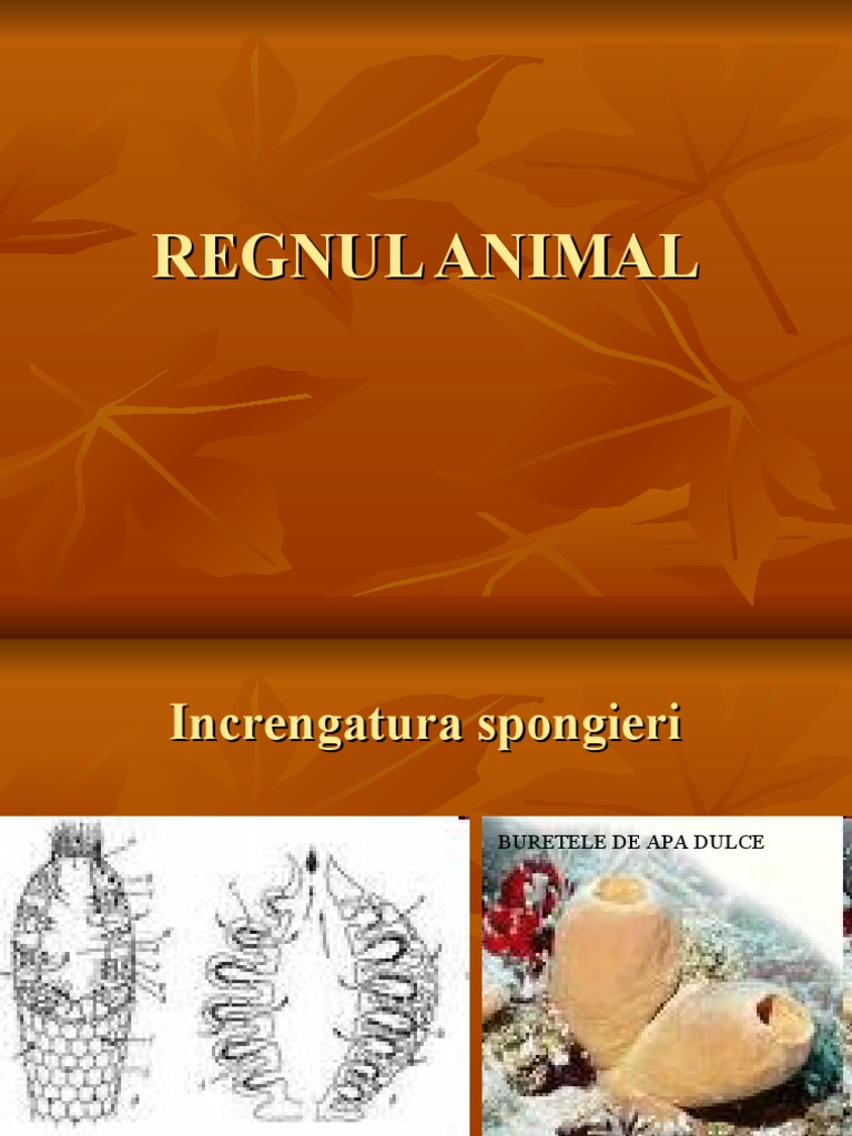 Regnul Animalia | PDF