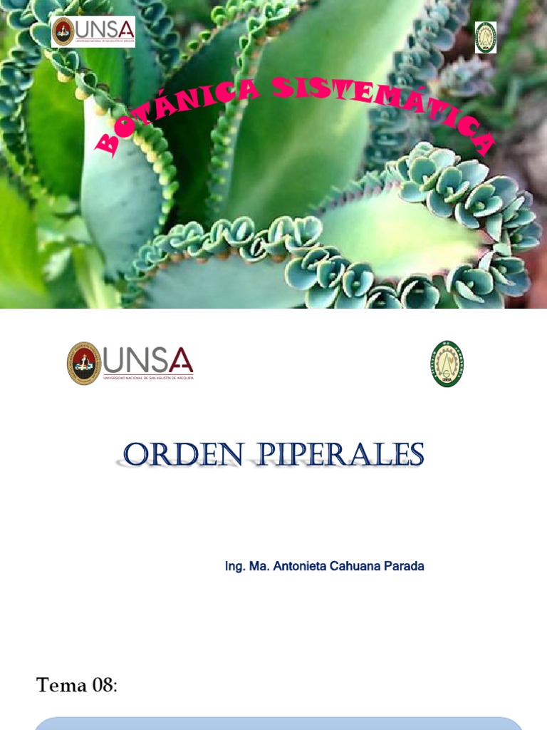 Clase 8 .Orden Piperales | PDF | Fruta | Flores