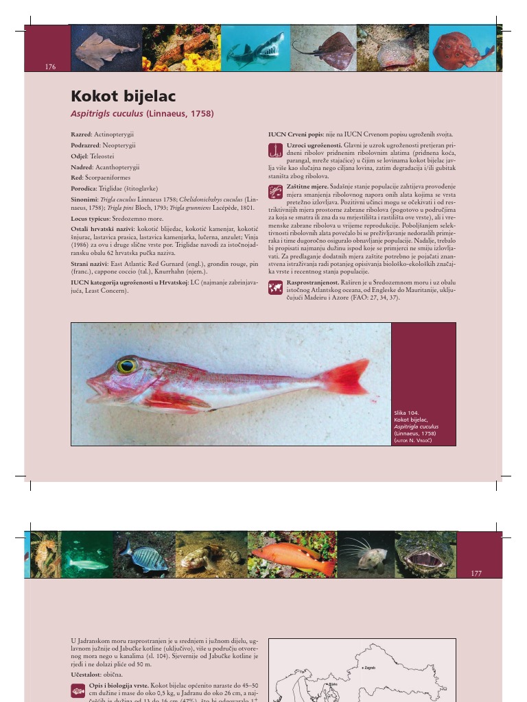 Crvena Knjiga Morskih Riba-Kokot | PDF