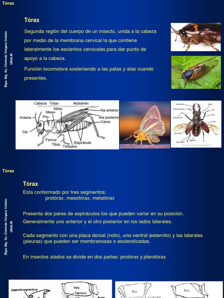 5 El Tórax de Los Insectos 2020 | PDF | Insectos | Tórax