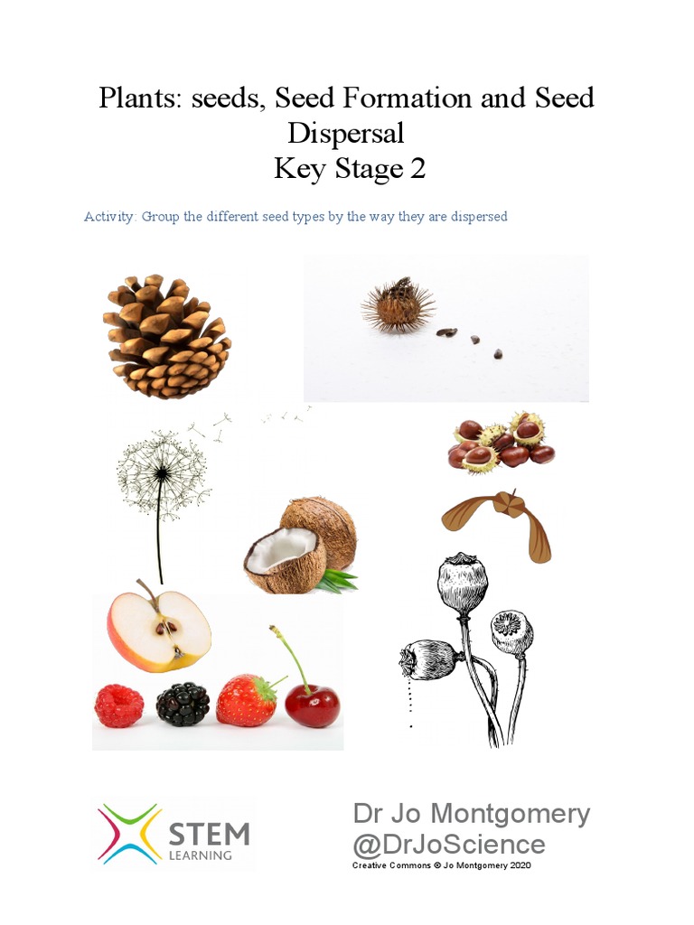 Worksheet Plants Seeds Formation Dispersal ks2 | PDF | Seed | Plants