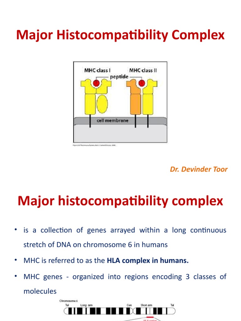 Major Histocompatibility Complex Overview | PDF | Mhc Class I | Major ...