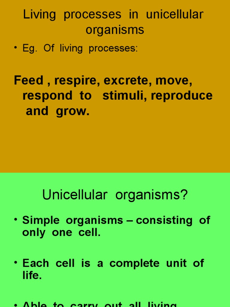 Living Processes in Unicellular Organisms | PDF | Eukaryotes | Nature