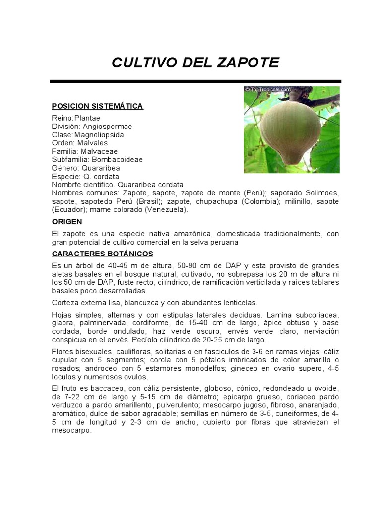 Cultivo y características del zapote | PDF | Agricultura | Fruta