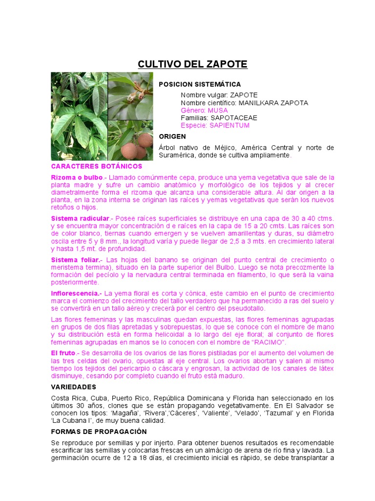 Zapote - Cultivo | Descargar gratis PDF | Riego | Suelo