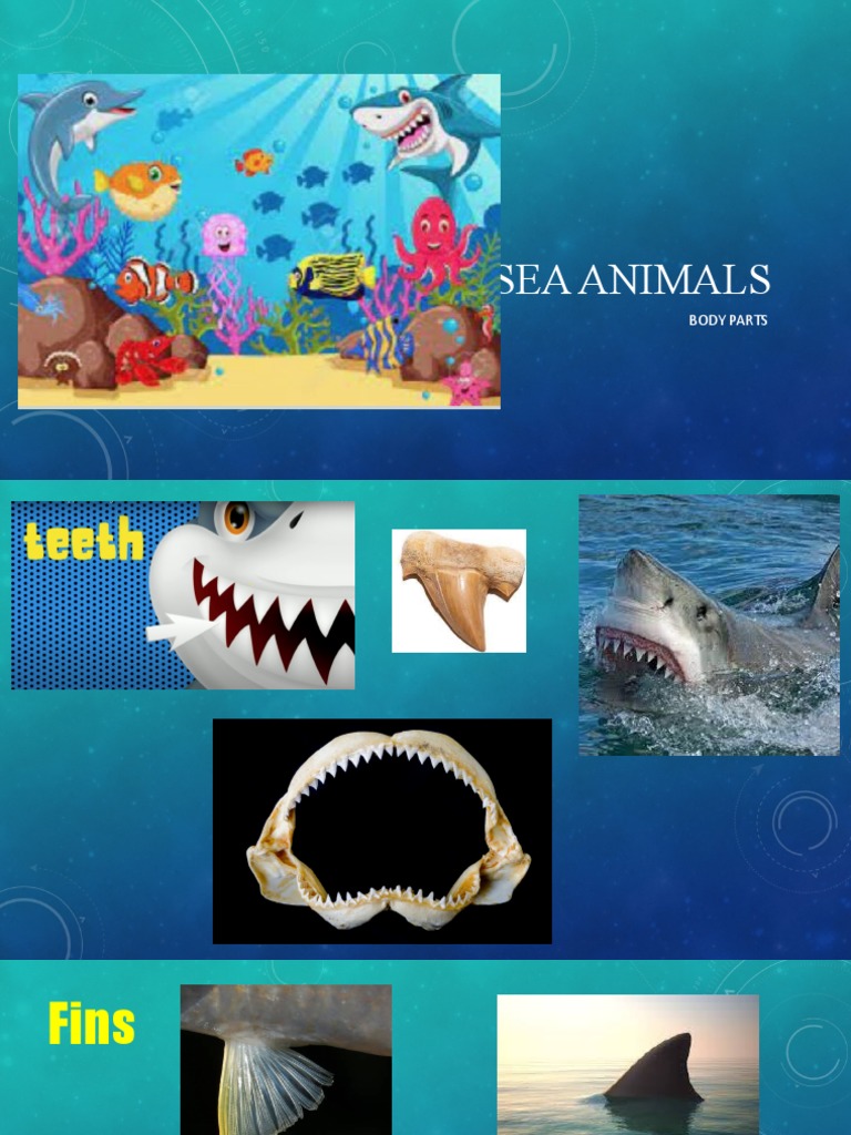 Sea Animals Body Parts 2 | PDF