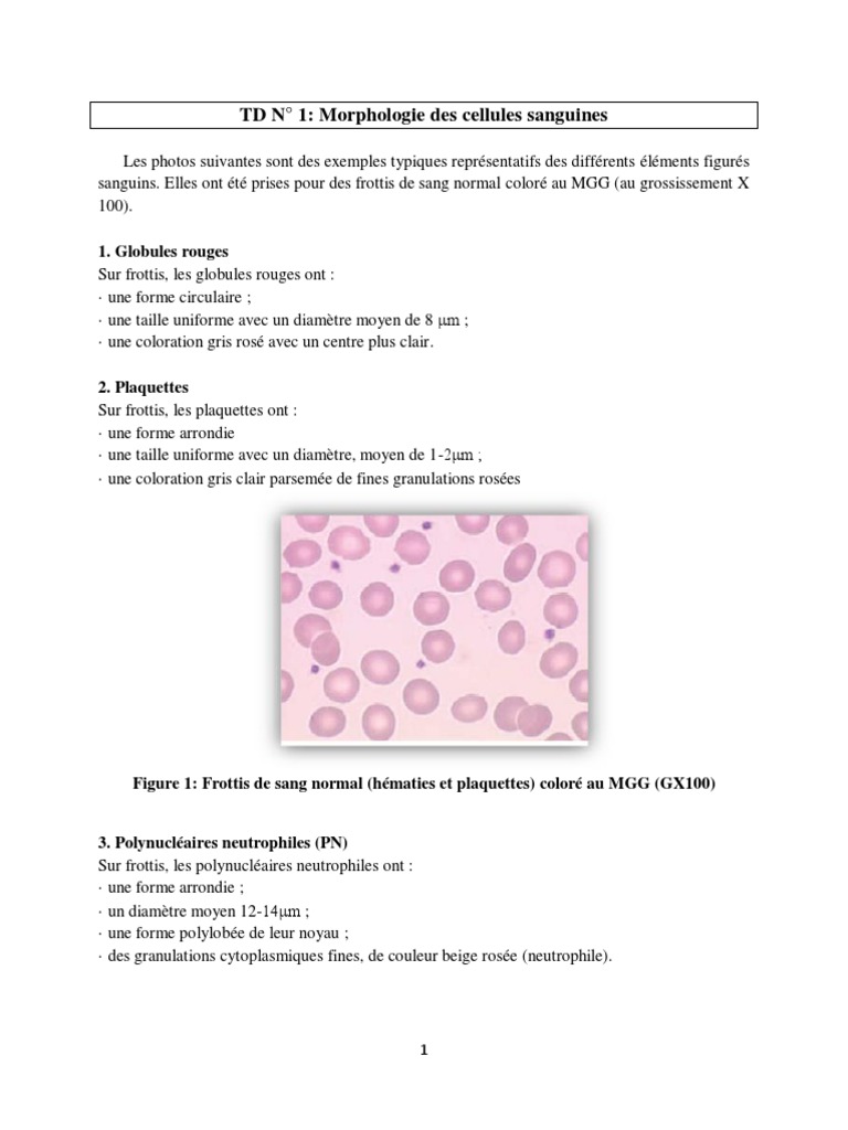 TD 1 Morphologie Des Leucocytes | PDF | Globule rouge | Thrombocyte