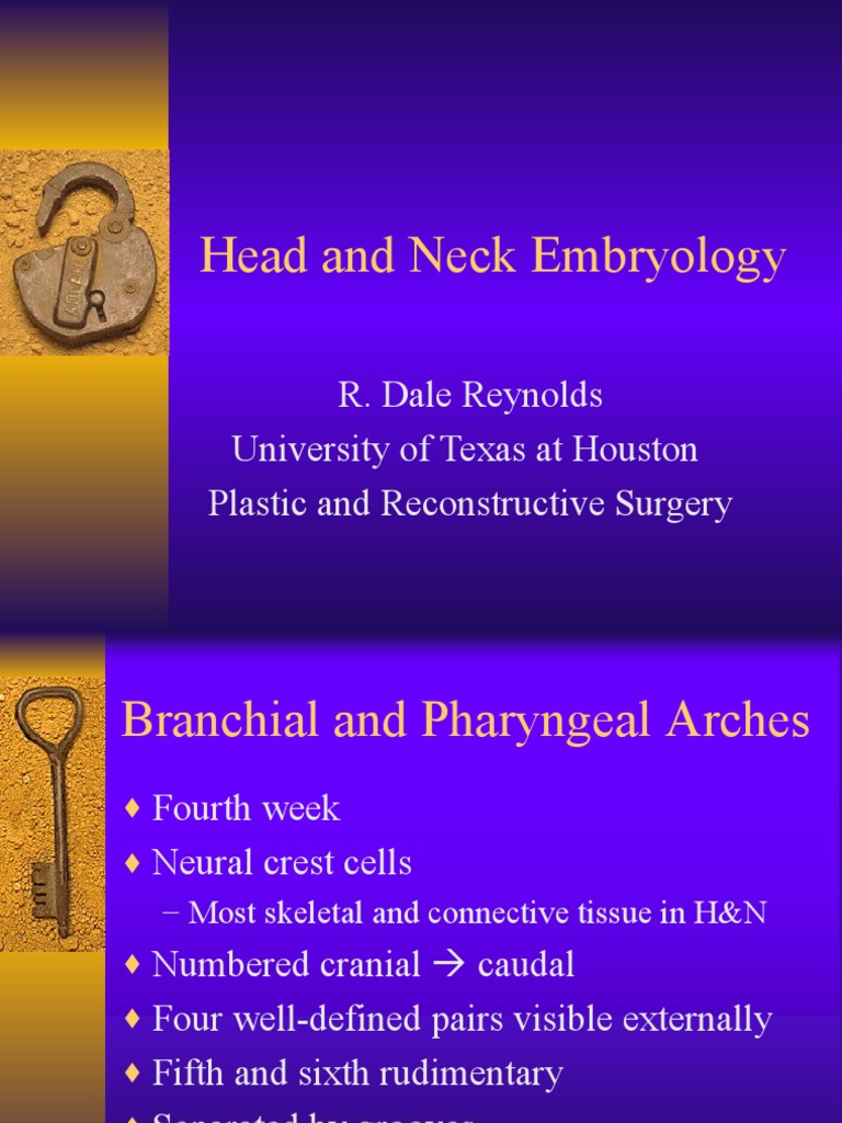 Branchial Pharyngeal Arches Concise | PDF | Tongue | Respiratory System