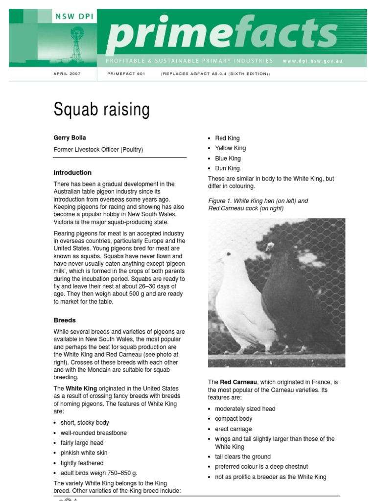 Squab Raising | PDF | Cereals | Food And Drink