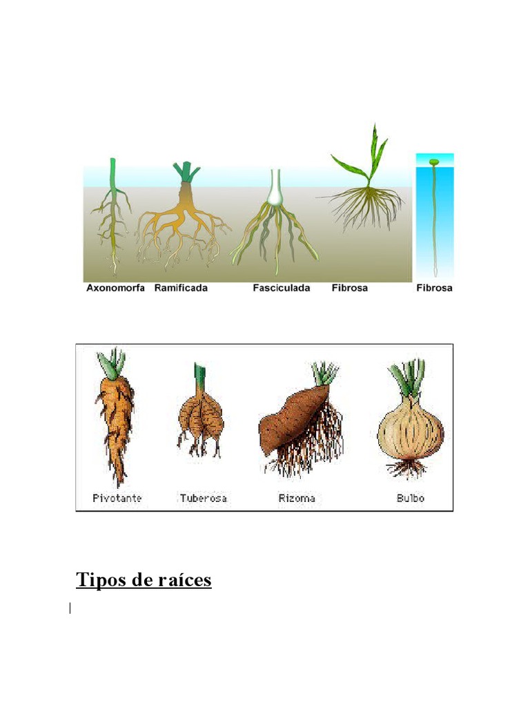 Tipos de raíces en plantas | PDF | Raíz | Plantas