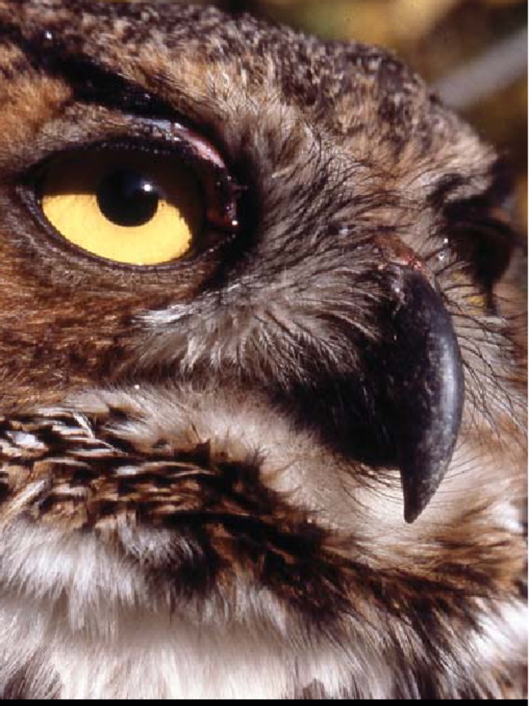 NCWRC Strategic Plan 2010 | PDF | Wildlife | Hunting