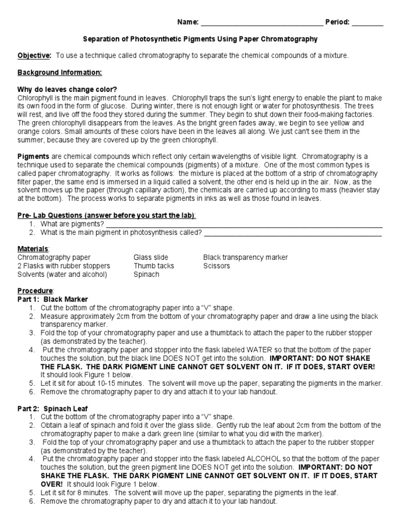 Chromatography Lab | PDF | Photosynthesis | Chlorophyll
