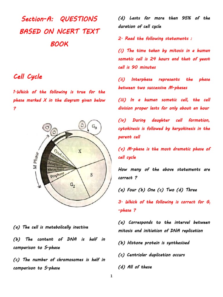 Quiz On Cell Cycle | PDF | Mitosis | Cell Cycle