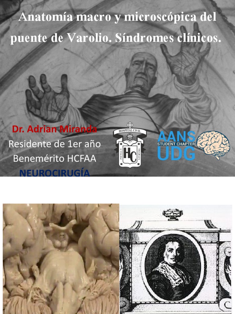 Puente de Varolio | PDF | Anatomía humana | Neuroanatomía