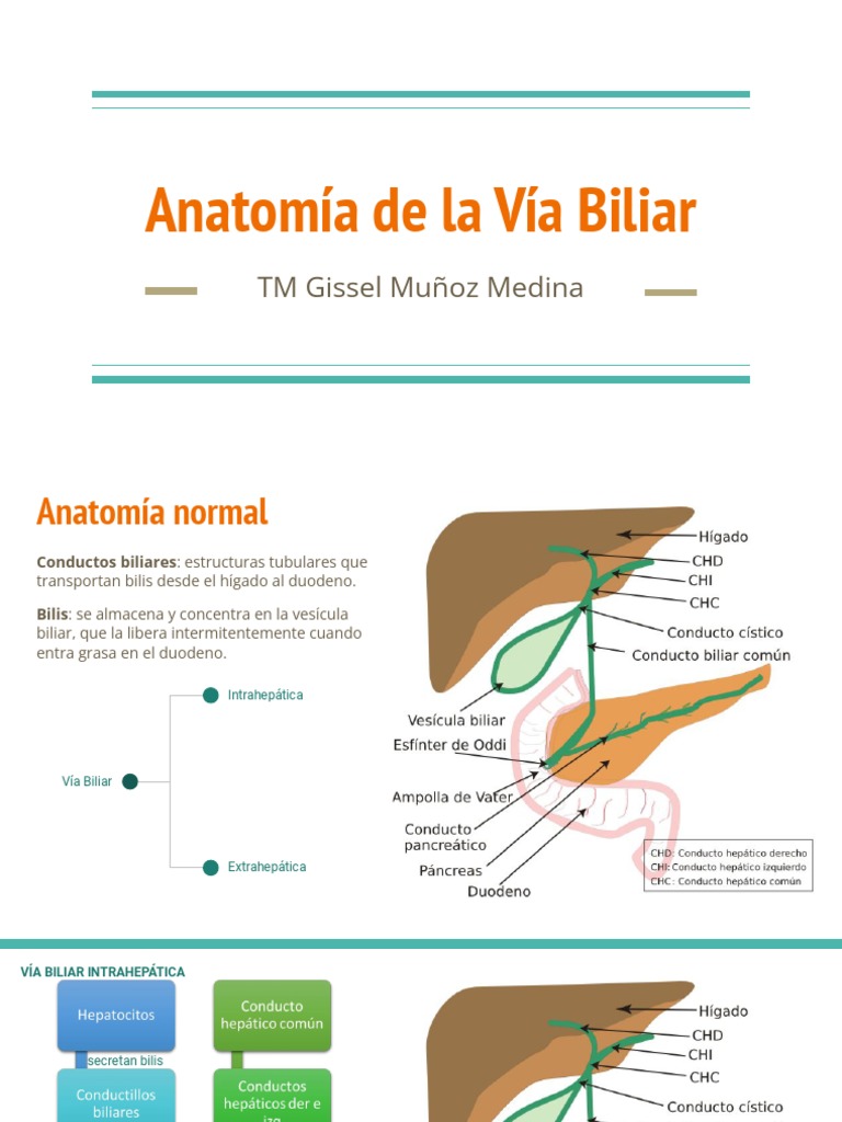 Anatomía y variaciones de la vía biliar: una guía ecográfica | PDF ...
