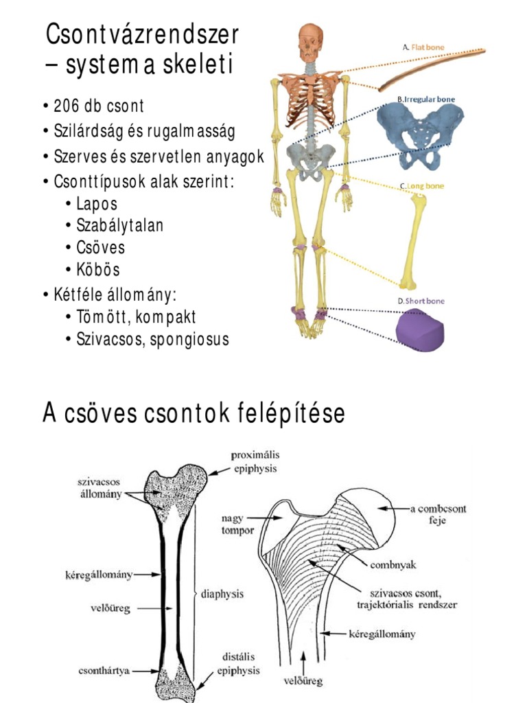 Csonttan - Csontok, Izületek | PDF